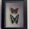 Papilio Phorcas ONE Real Butterfly Blue Green Swallowtail Swordtail ...