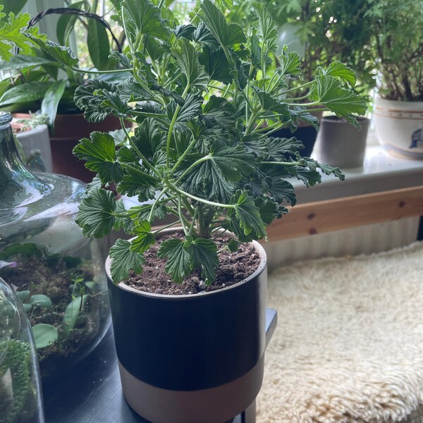 Rose 'fantastic at 60' Happy Birthday Rose Gift Wrapped With Huge Bow ...