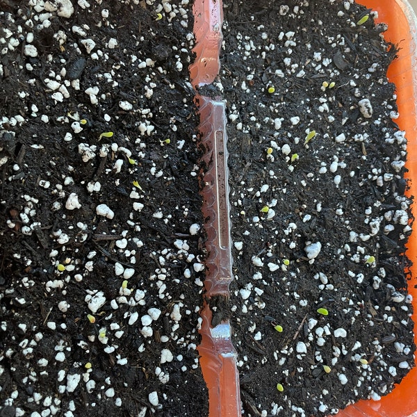 Terracotta Planter/furan Pot/neofinetia Pot/orchid Pot/succulent Pot ...