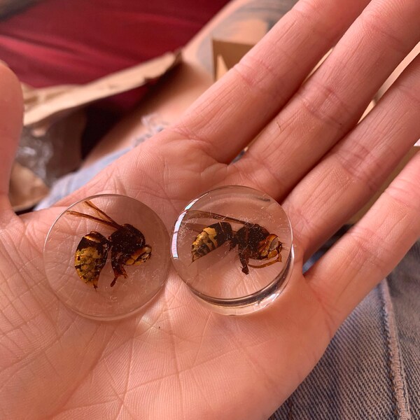 Real Moss Transparent Mushroom Plugs, Nature Tunnels, Real Plant ...