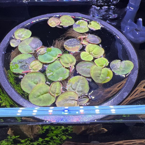 40+ Giant Duckweed, Spirodela Polyrhiza Livefloating Plants for Pond ...