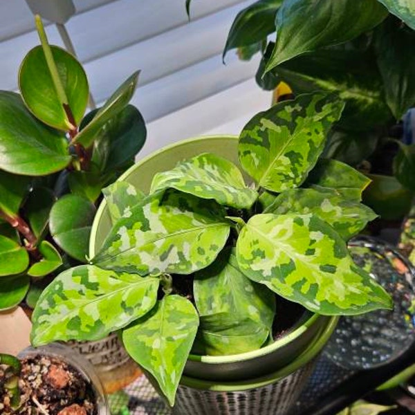 Aglaonema Pictum Tricolor Starter Plant (ALL STARTER PLANTS Require You to Purchase 2 Plants ...