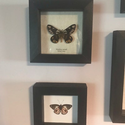 Real Eastern Black Swallowtail Butterfly Framed in 5.5x5.5 Wood Frame ...
