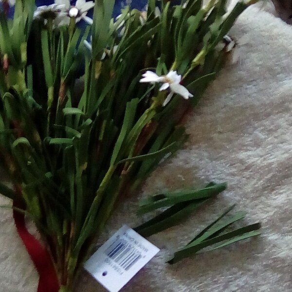 Mini Mountain Daisy Bush / Spray in Cream / Ivory -18" High - Spring ...