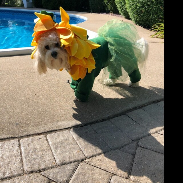 Unique Sunflower Dog Halloween Costume for small-medium breed | Etsy