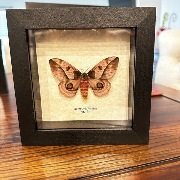 Rare Pink Saturn Moth Framed Taxidermy - Automeris Frankae - Female - Etsy