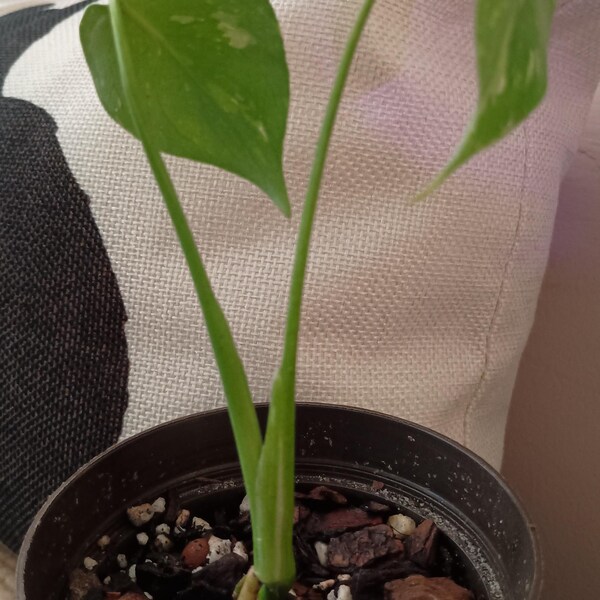 Thai Constellation - Etsy