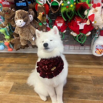 Wren Snap on Dog Bandana, Fall Dog Bandana, Autumn Dog Bandana, Ruffle ...