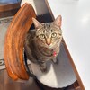Cat Bells - Special Character Jingle Bells - Cat Collar Bells - Extra ...