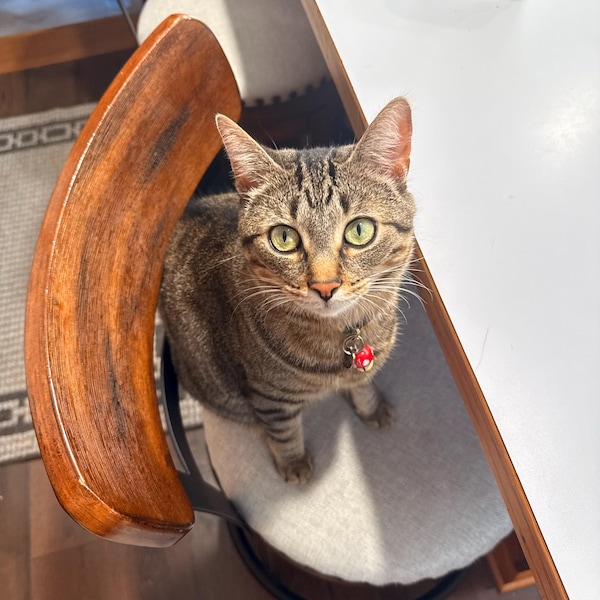Cat Bells - Special Character Jingle Bells - Cat Collar Bells - Extra ...