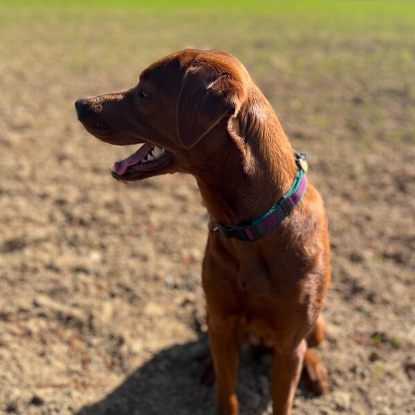 Wheelie Bin Straps Lid Securing Tie Down Strap No Drilling Bungee Cord ...