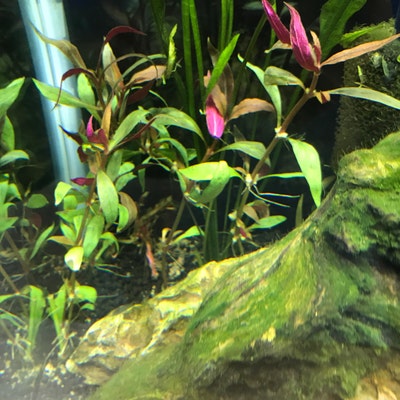 Alternanthera Reineckii var 'roseafolia' BUY3GET1FREE Live Aquarium ...