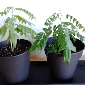 Bel Patta / Bael Patra / Bilva Bel Leaf Aegle Marmelos Plants - Etsy UK