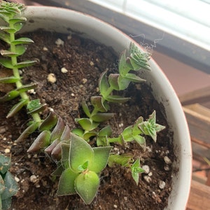 RARE Crassula Tabularis Pagoda Village Succulent Plant - Etsy