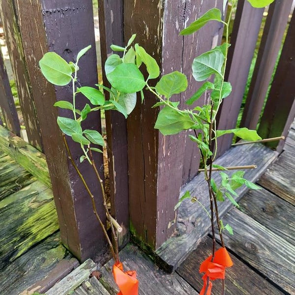 Sapalta Cherry Plum Tree Seedling Unique Fruit Tree LIVE PLANT Deep ...