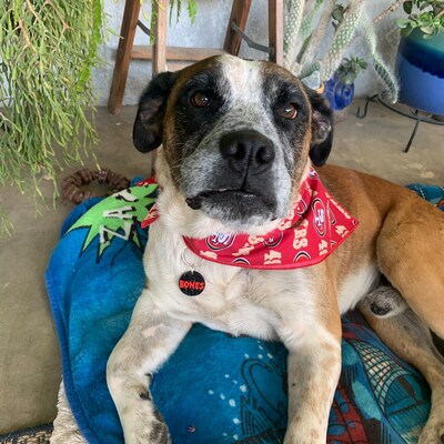 Custom Pet Tag for Dogs and Cats Personalized Weiner Hot Dog Tag Pet ID ...