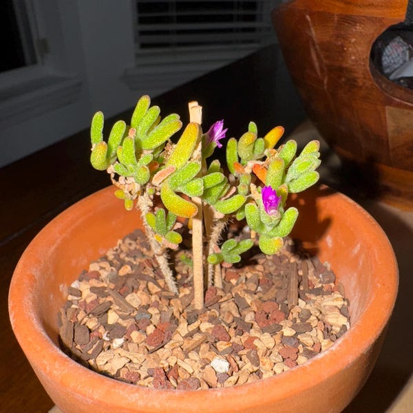 Beautiful Succulent: Dicrocaulon Ramulosum (l.bolus) Ihlenf Purple ...