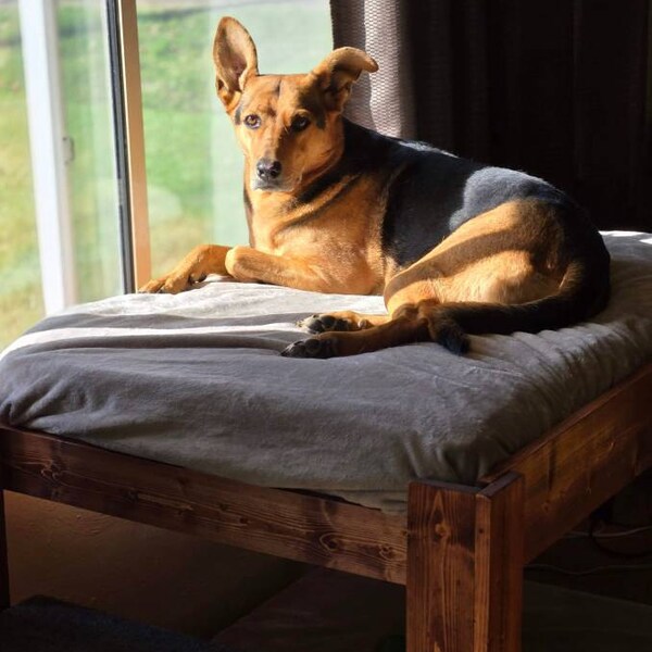 Stained/painted Dog Bed-the ORIGINAL!! the "kirra" Elevated Dog Bunk ...