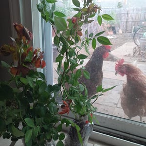 Viburnum Plicatum 'popcorn' Live Plant Perennial Shrub White Snowball ...