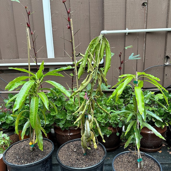 Neelum Dwarf Mango Tree GRAFTED 2-4 Ft Tall.ship to CA&PR. Actual ...