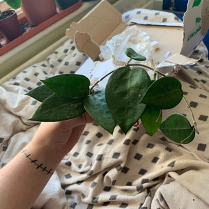 Bel Patta / Bael Patra / Bilva Bel Leaf Aegle Marmelos Plants - Etsy UK