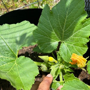 Caroline Raspberry Plants Rubus Idaeus Red Everbearing Raspberry Bush ...