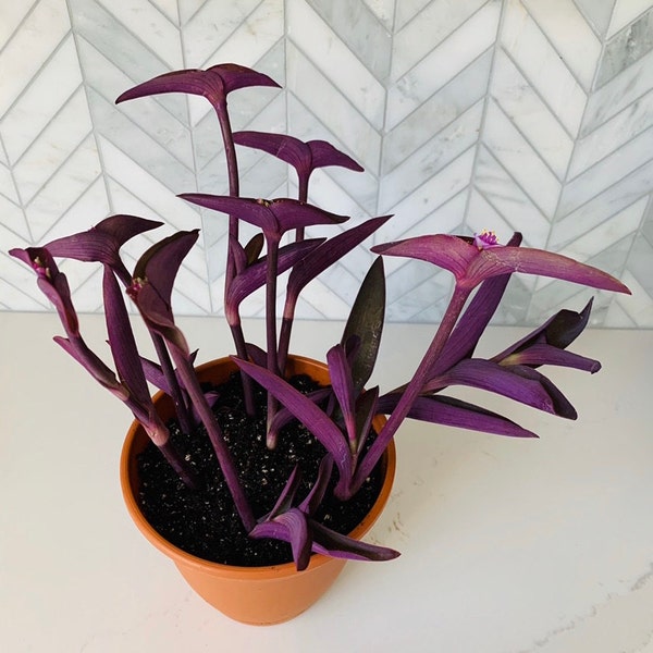 Tradescantia Pallida, Purple Secretia, Purple Heart, Purple Queen ...