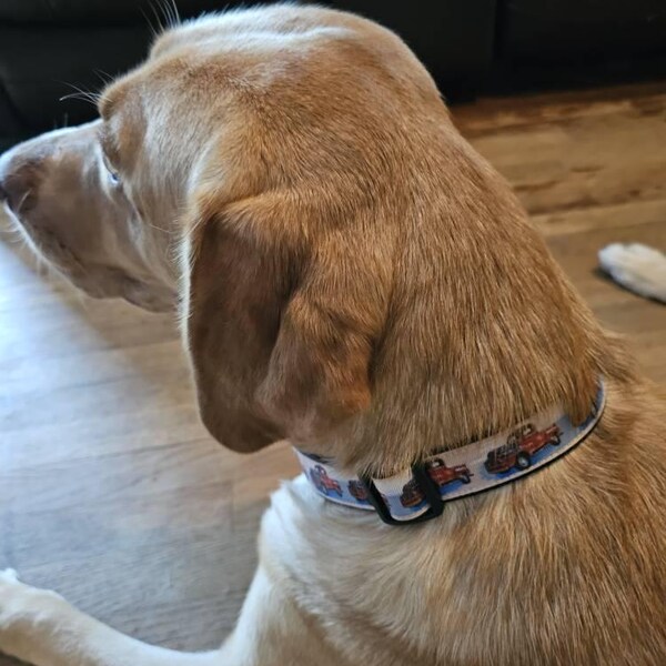 Pastel Jelly Beans Dog Collar - Etsy