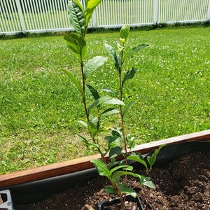 Camellia Sinensis live Tea Plant Propagated From Plants at Former ...