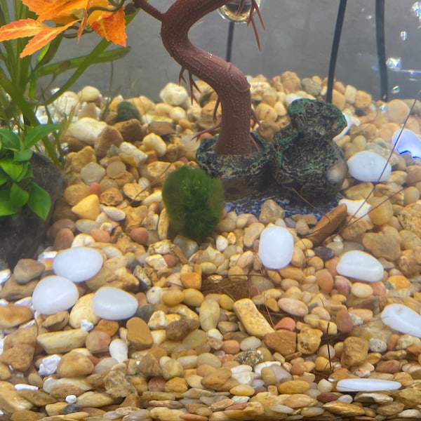 Large Java Moss Ball for Terrarium Planted Tank Live Aquarium ...