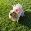 Princess Peach Dog Costume, Mario Kart Costume, Halloween Dog Costume ...