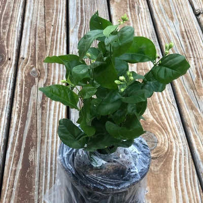 Fresh Whole Burdock Root, Gobo Root - Etsy