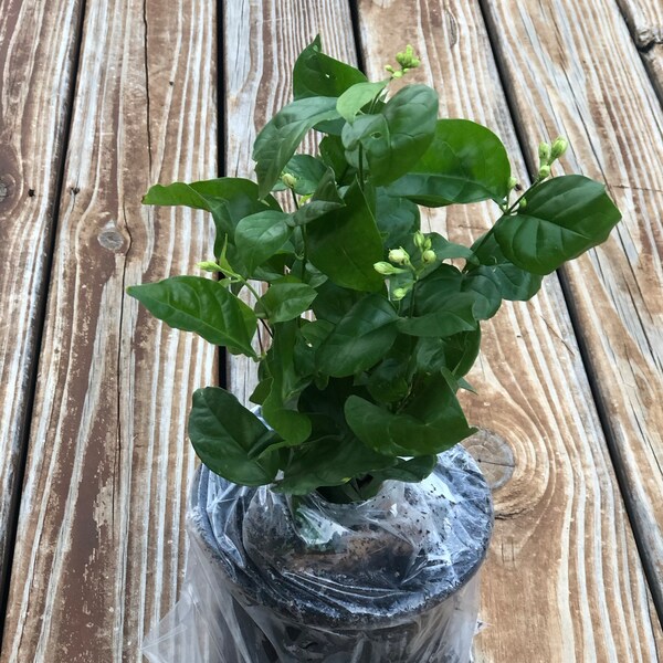 Fresh Whole Burdock Root, Gobo Root - Etsy