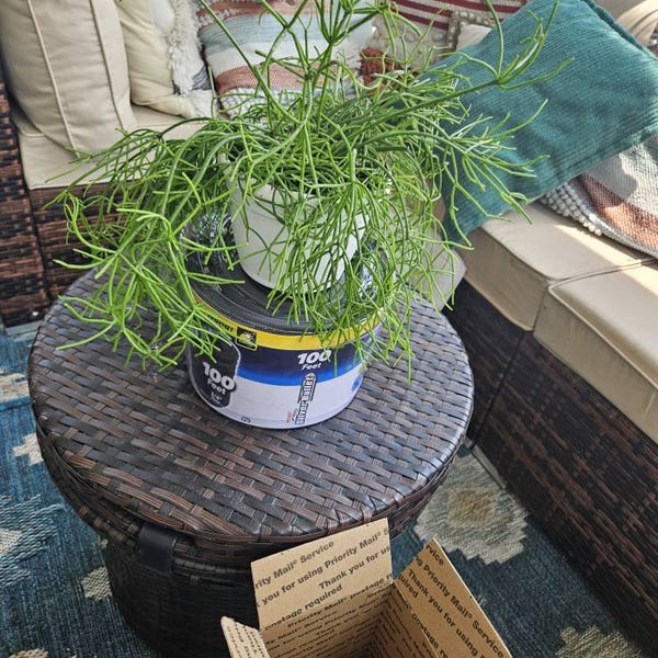 Tradescantia Bubblegum Nanouk Plant - 4 Inch Pot - Optional Decorative ...