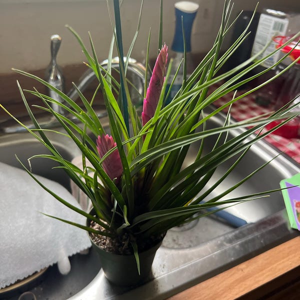 Fiddle Leaf Fig Tree Enamel Pin | Plant-inspired, Patches, Plant Lover ...