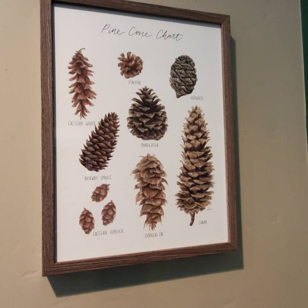 Pine Cone Chart Print - Watercolor Pine Cones, Pine Cones, Nature Print ...