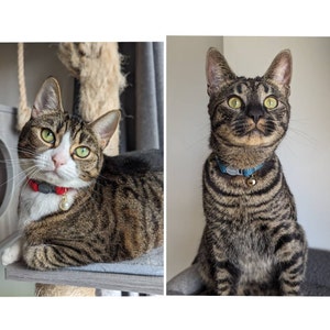 Breakaway Greensageforest Velvet Cat Collar Bowtie Leash Set ...