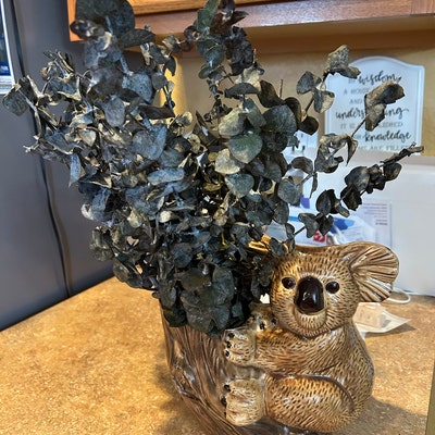 Fresh Eucalyptus Shower Bundle, Eucalyptus Shower Bundle, Indoor ...