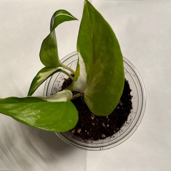 Rare Manjula Potho/mutant Manjula/hybrid Manjula High Viraigation ...