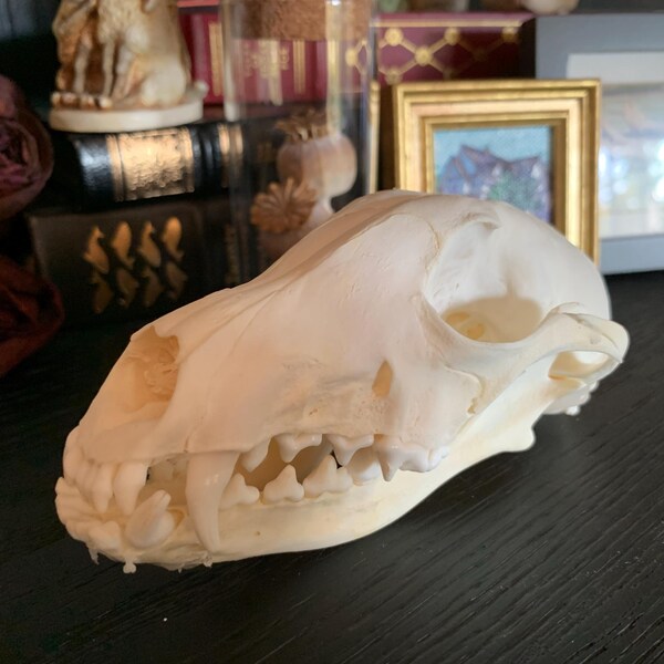 Fox Skull - Etsy