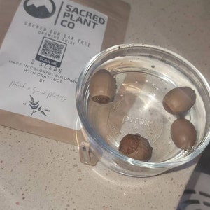 Quaking Aspen Tree Seeds Aspen Tree Seeds Aspen Trees Aspen Seeds ...