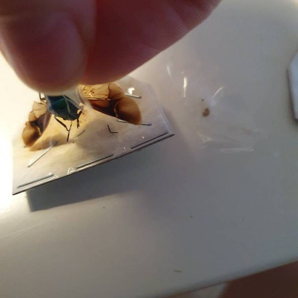 Set of 2 Nice Calliphara Nobilis From Indonesia With Open Wings for All ...