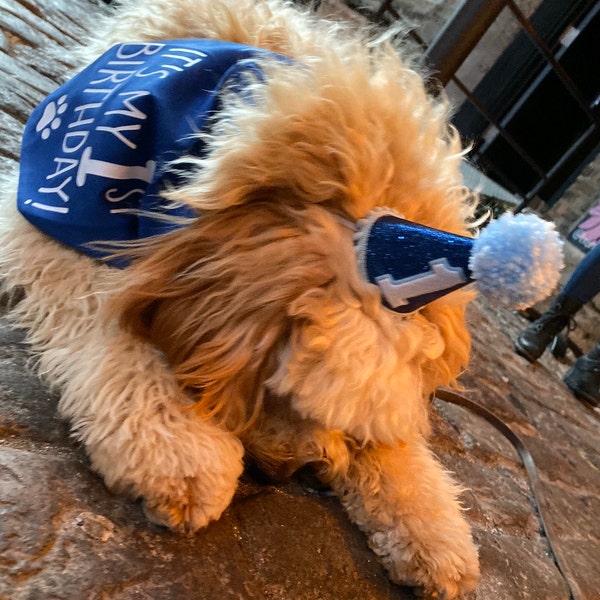 1st Birthday Hat- Boy First Birthday Hat - Mini Blue Party Hat - Boy ...