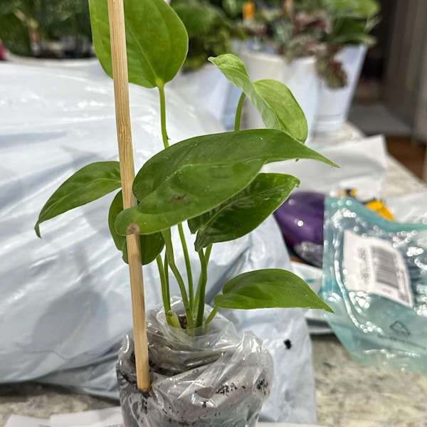 Athens Blue Princess Glory Bush Plant~~tibouchina Urvilleana~small ...