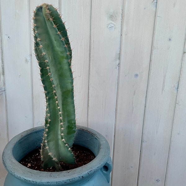 Cereus Peruvianus Spiralis Cactus Cuttings Free Shipping Tornado Cactus SPECIAL - Etsy