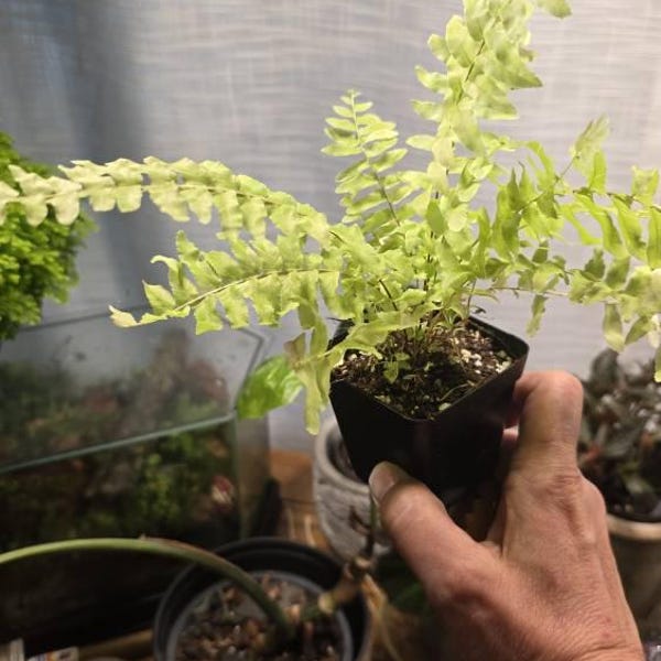 Ficus Thunbergii (oak Leaf Creeping Fig Aka Ficus Pumila Var ...