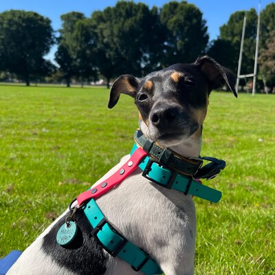 Dog Neck Band With Name. Custom Pet Id. Engraved Dog Collar. - Etsy