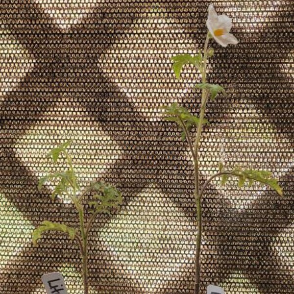 African Blue Disc Daisy Seedling - Daisy Plant - Unusual Plant - Pre ...