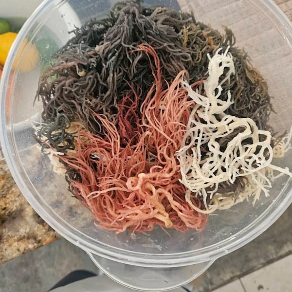 Wildcrafted Sea Moss From St.lucia - Organic Sea Moss - Natural Seamoss ...
