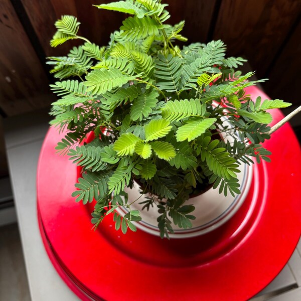 Sensitive Plant | Mimosa Pudica | Rare Plant | Tropical Plant | Live ...